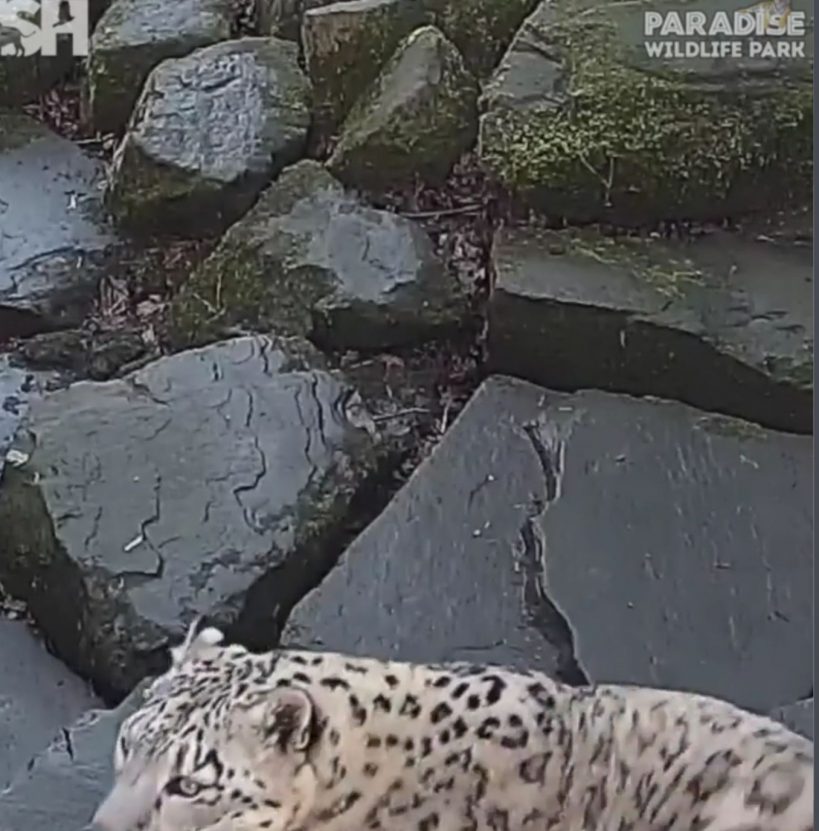 Snow Leopard Has Funny Reaction To Noticing A New Camera In Its ...