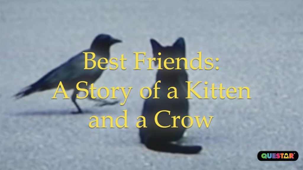 Best Friends The Story Of A Crow And A Kitten – Fresh Positivity