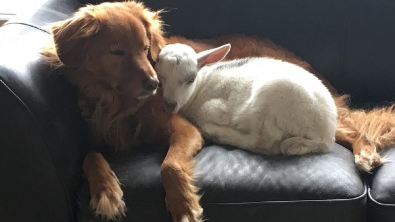 A Goat And His Dog Best Friend – Fresh Positivity