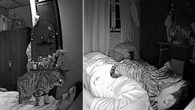 Man Sets Up Camera To See What His Cat Does At Night – Fresh Positivity