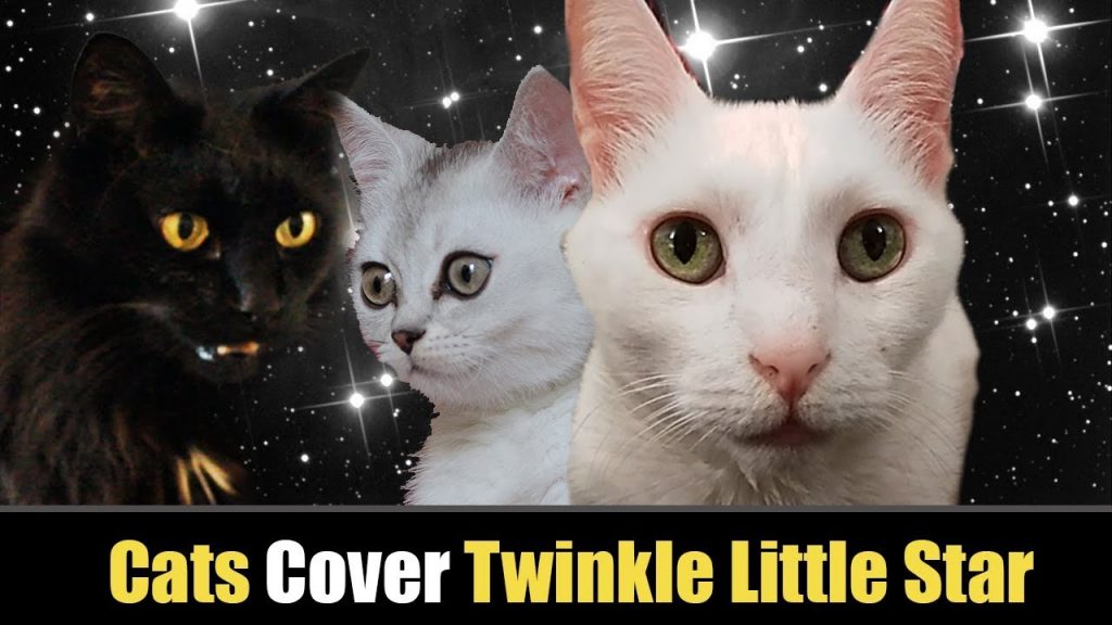 Cats Singing Twinkle Twinkle Little Star – Fresh Positivity