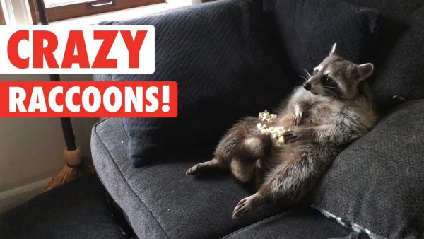 A Humorous Compilation Of Raccoons Being Funny – Fresh Positivity