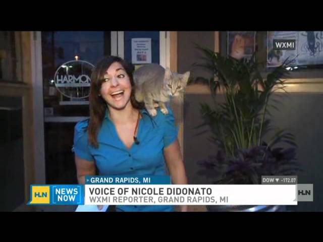 Cat Climbs Onto Reporter During Live Broadcast – Fresh Positivity