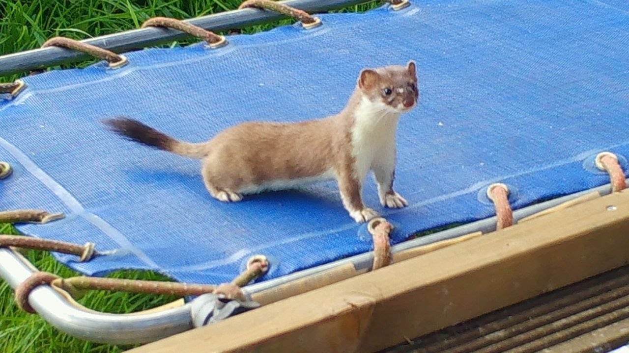 Stoat Kit Goes Wild On Small Trampoline – Fresh Positivity