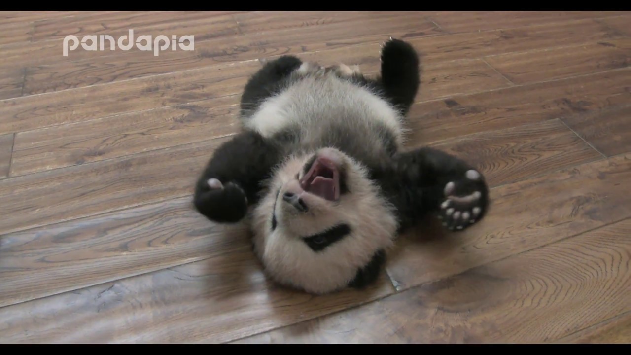 Tired Panda Cub Rolling Over 🐼 – Fresh Positivity
