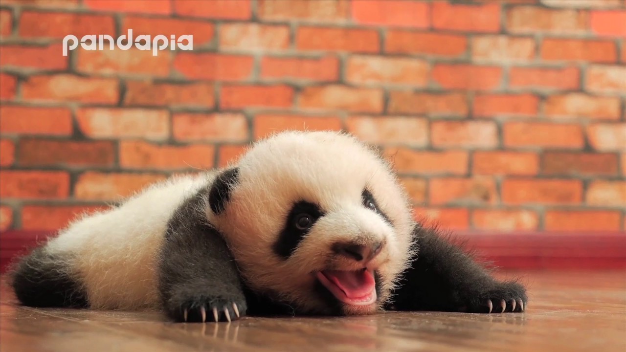 Baby Panda Makes Adorable Sounds 🐼 – Fresh Positivity