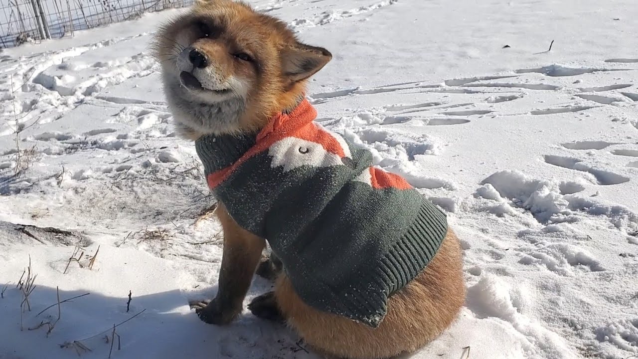 Finnegan Fox Looking Dapper In His New Sweater – Fresh Positivity