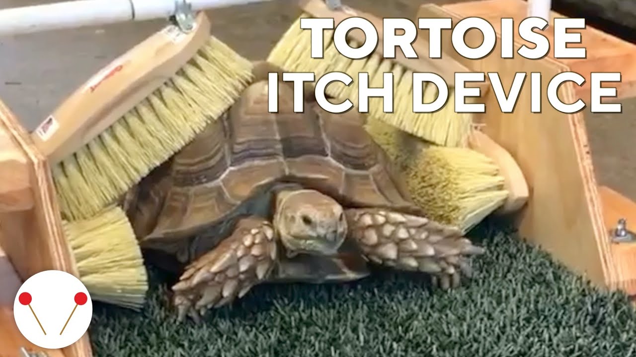 Man Designed A Scratching Device To Help Cute Tortoise Scratch Any Itch ...
