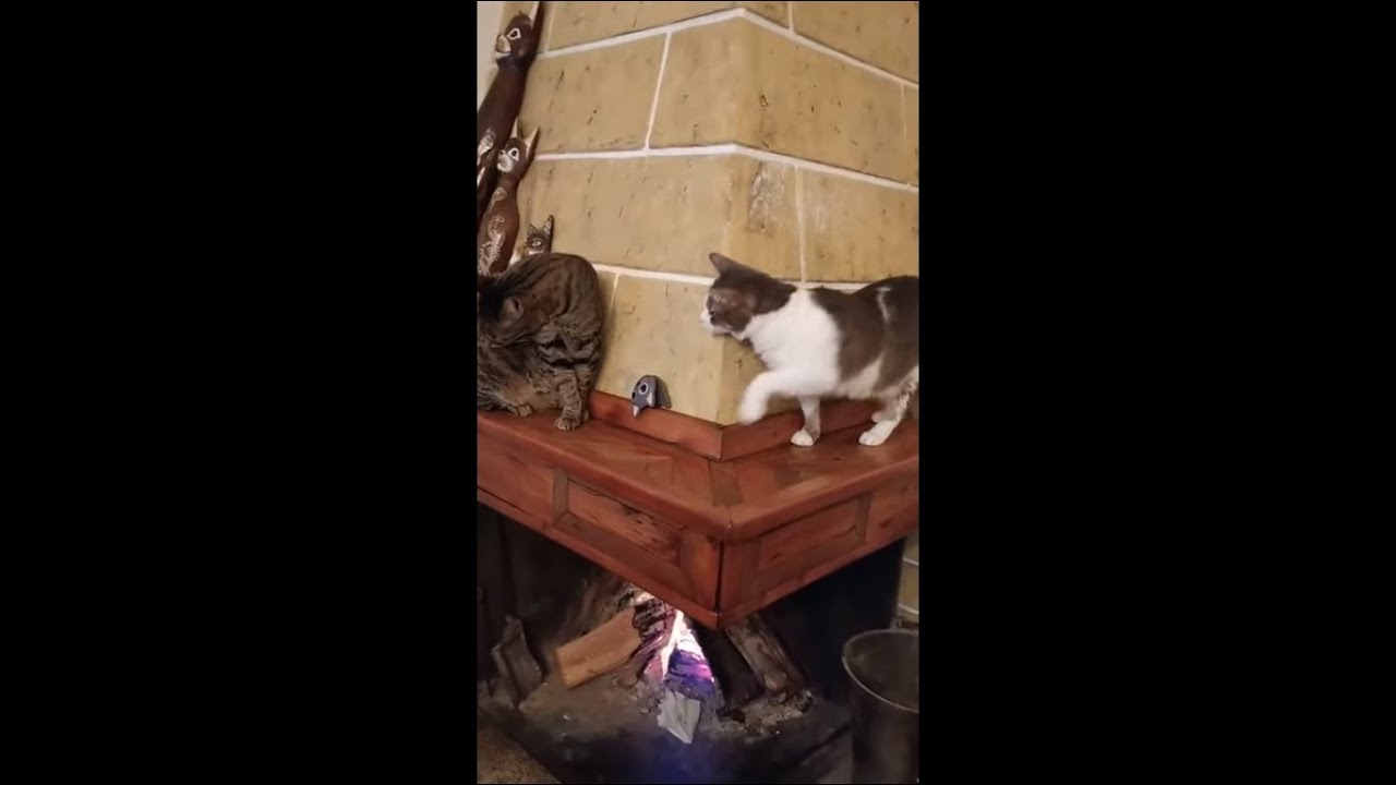 Sneaky Cat Acts Super Innocent When Caught Sneaking By Cat Friend ...